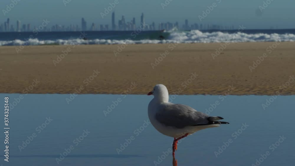 A Red-Billed Gull Standing On The Water - Surfer Surfing At The Beach ...