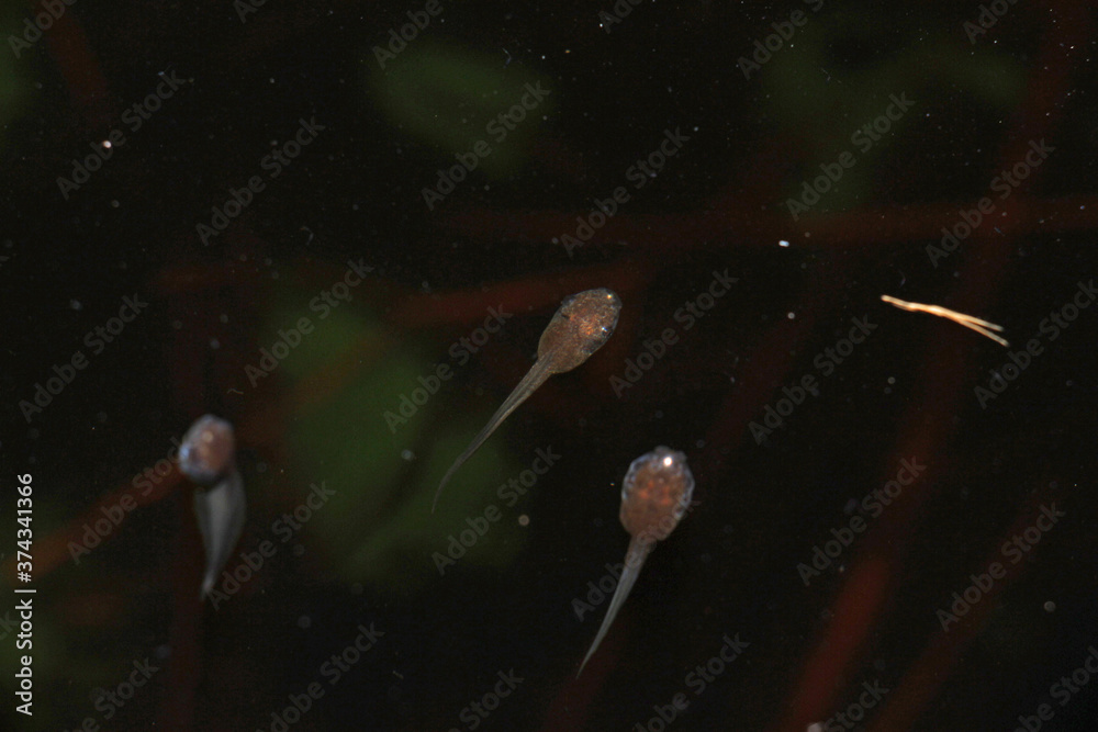 Ten day old tadpoles. is the larval stage in the life cycle of an ...
