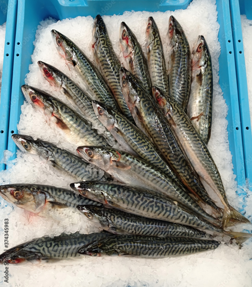 poisson / maquereaux Stock Photo | Adobe Stock