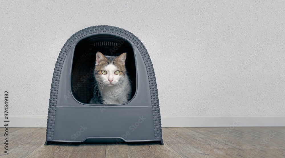 Cute tabby cat sitting in a closed litter box and look to the camera ...