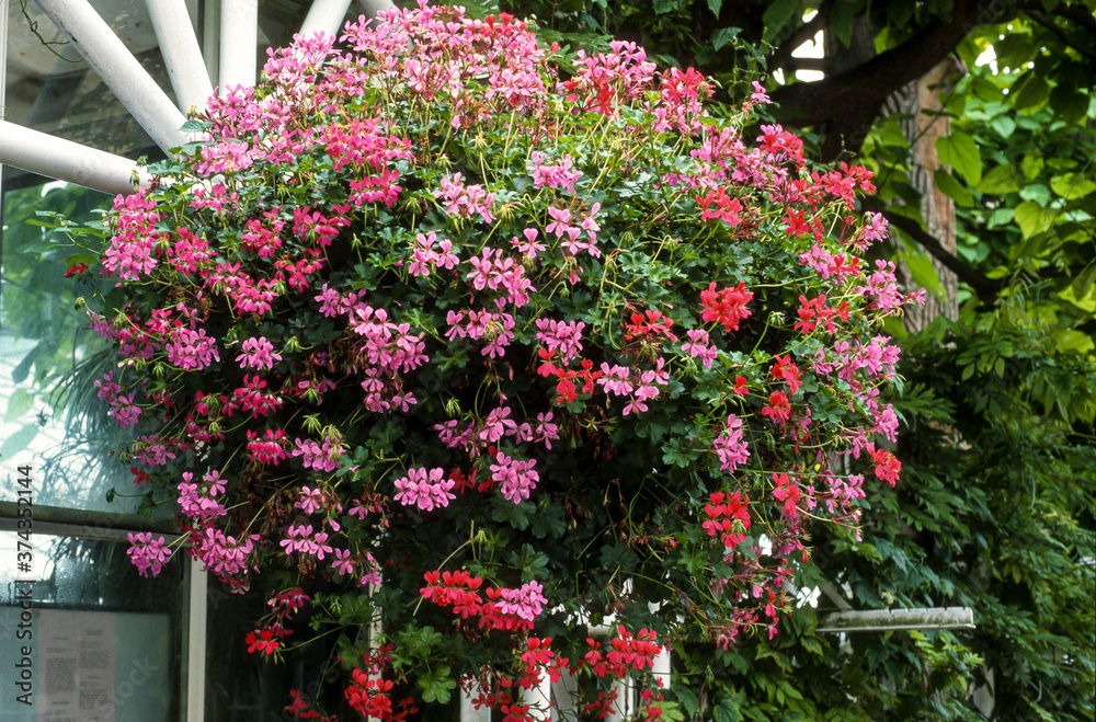 pot de pelargonium, geranium, balcon, pelargonium x peltatum Stock ...