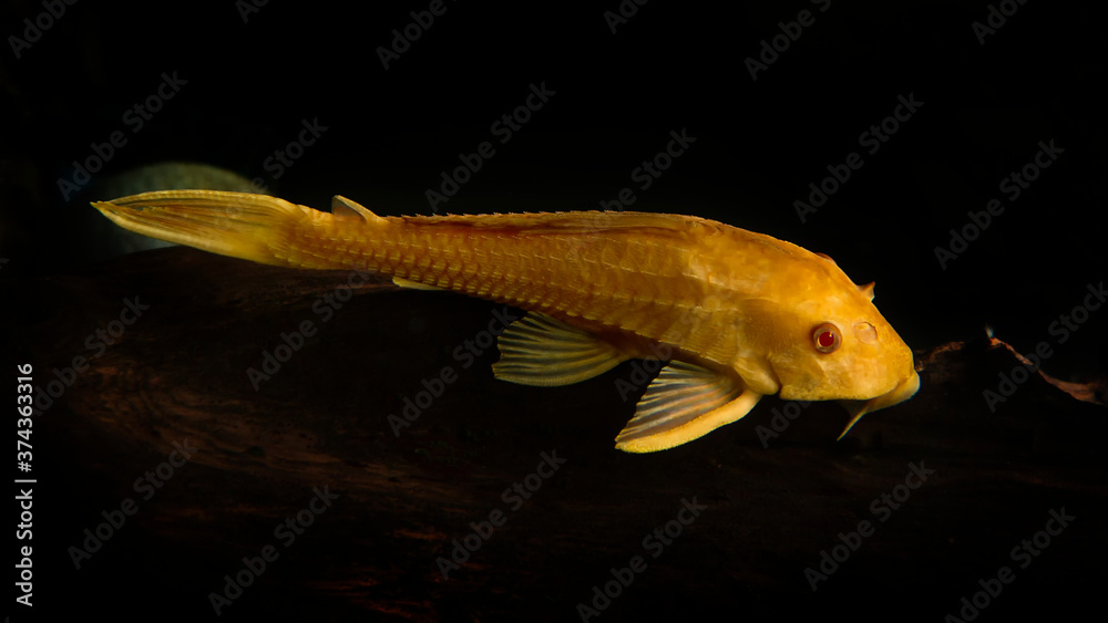 Albino Butterfly Pleco