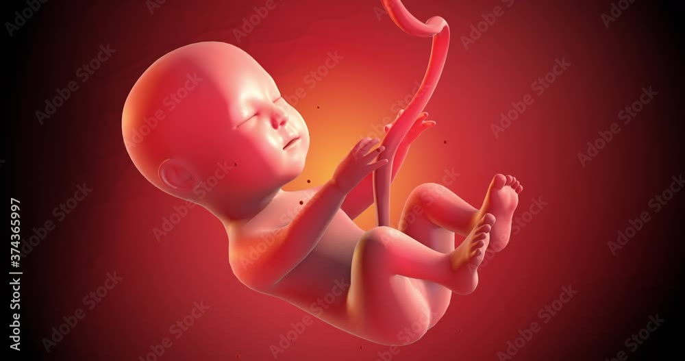 3D Human Baby Fetus CG Animation. Slowly Moving In Mother’s Womb ...