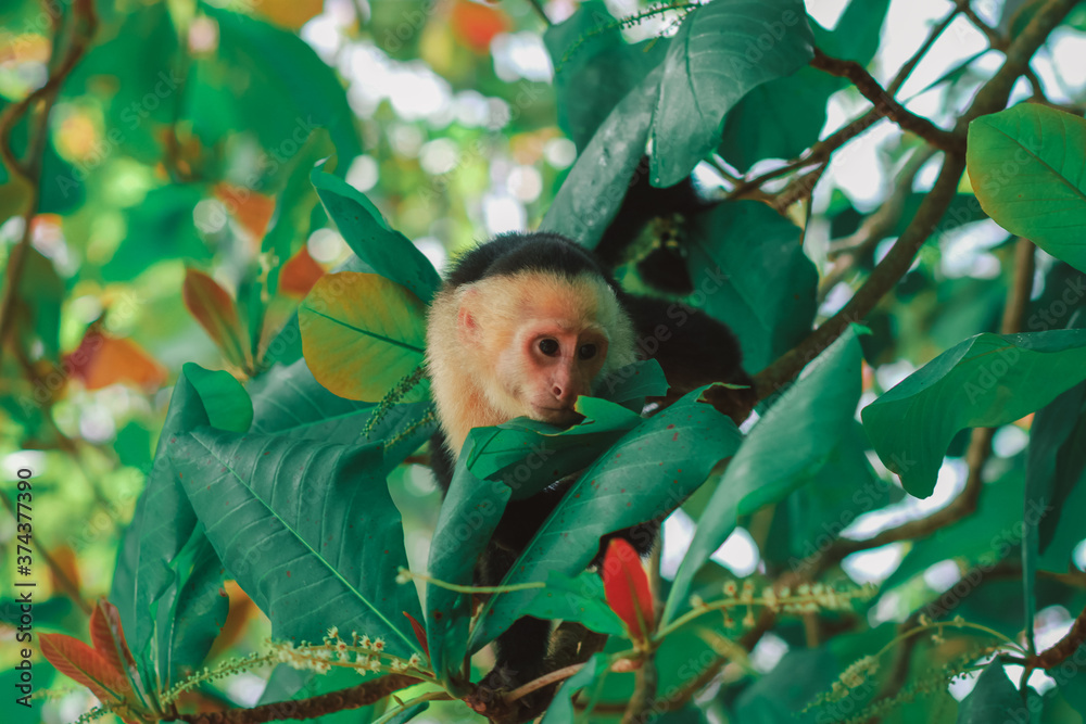 Manuel Antonio National Park, on Costa Rica’s central Pacific coast ...