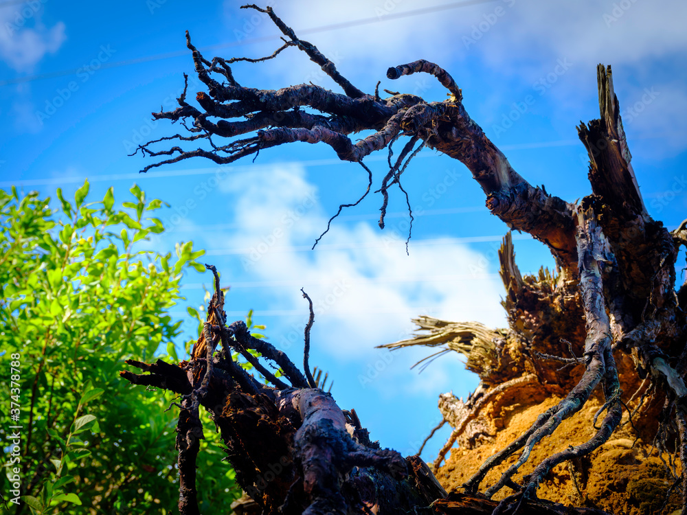 Old roots of fallen tree exposed upside down on the cliff after tornado ...