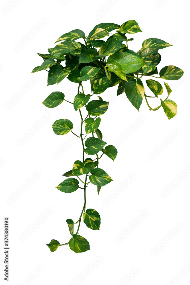 Heart shaped green variegated leave hanging vine plant bush of devil’s ...
