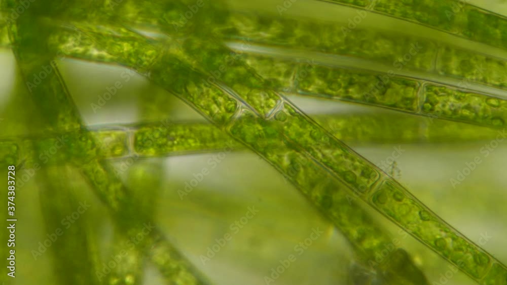 Chloroplast under a microscope. Cell division. Cell structure. Cell ...
