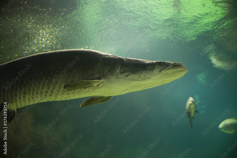 Arapaima Gigas Aquarium