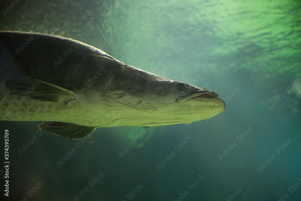 Fish under water. Arapaima fish - Pirarucu Arapaima gigas one largest ...
