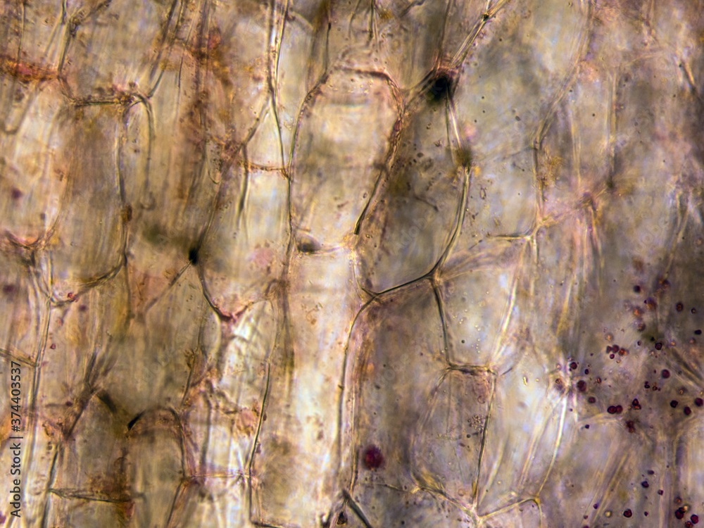 Microscopic view of stained carrot root cells. Cross section. Optical ...