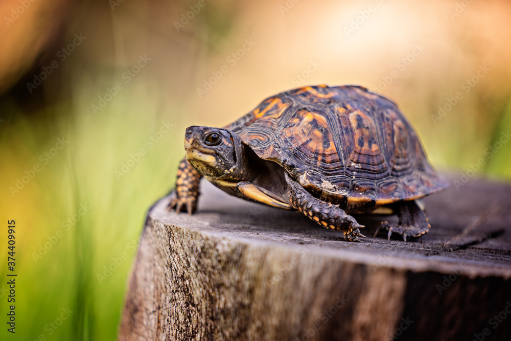 Box turtle Stock Photo | Adobe Stock