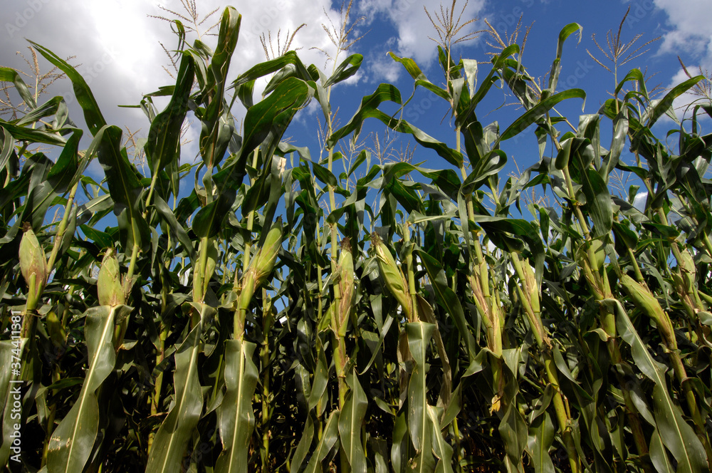 Plantação de milho. Stock Photo | Adobe Stock