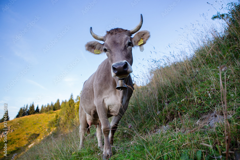 Die Kuh in den Alpen Stock Photo | Adobe Stock