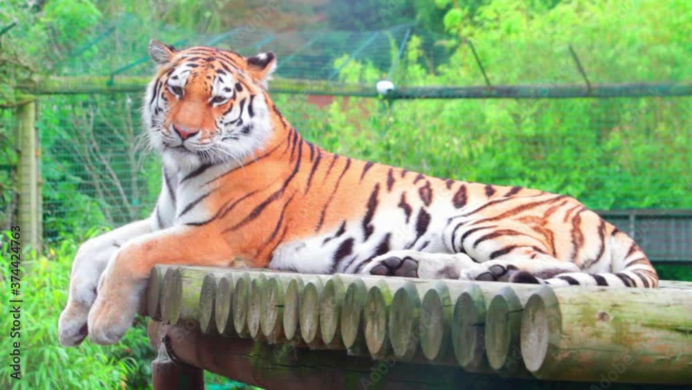 A beautiful tiger (Panthera tigris) resting in a park in Uk. The tiger ...