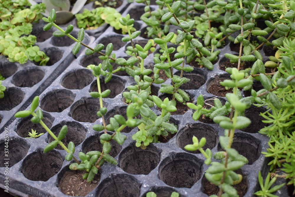 Succulent planting on wooden board. Delosperma echinatum. Lump. Earth ...
