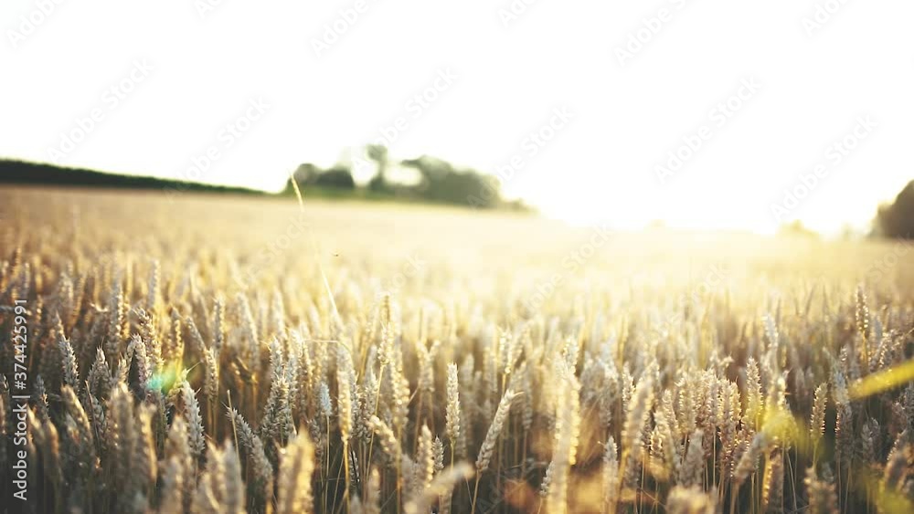 Wheat field at sunset 4k 60 fps slow motion - Summer wheatfield organic ...