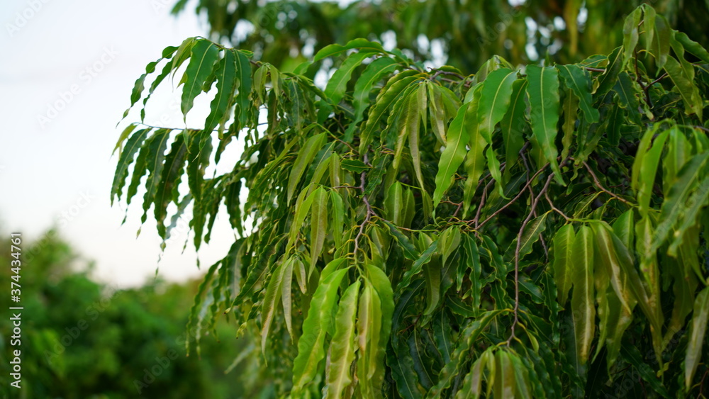 Amazing view of green leaves of Ashok or Saraca asoca plant. Blooming ...