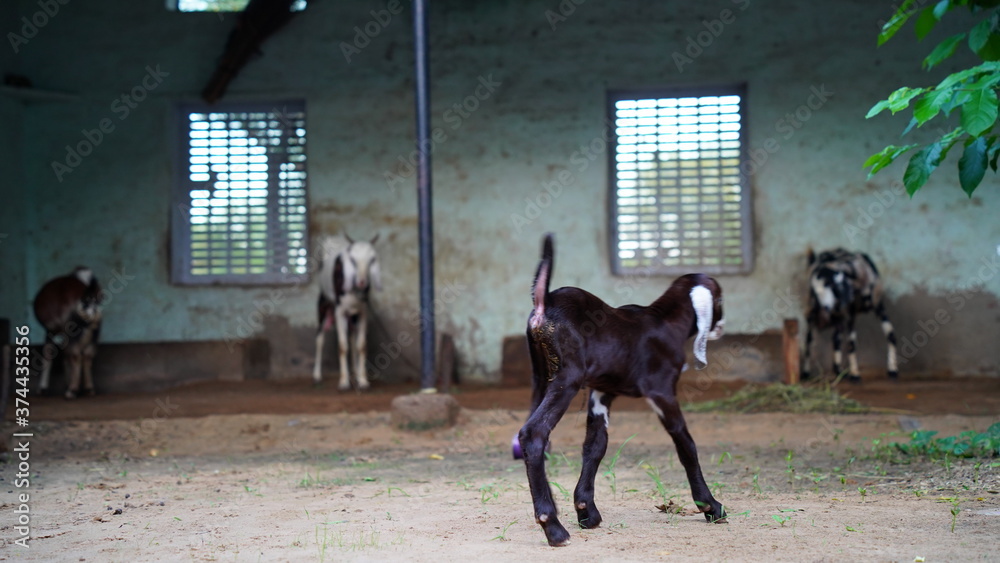 Morning time, cute goat-lings moving in light sun rays. White color ...