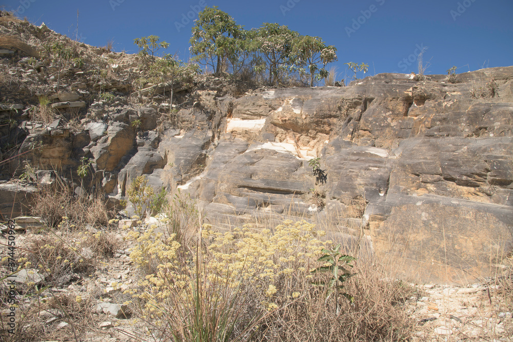 Macela Flowers in the Stone Hills in Brazil Stock Photo | Adobe Stock