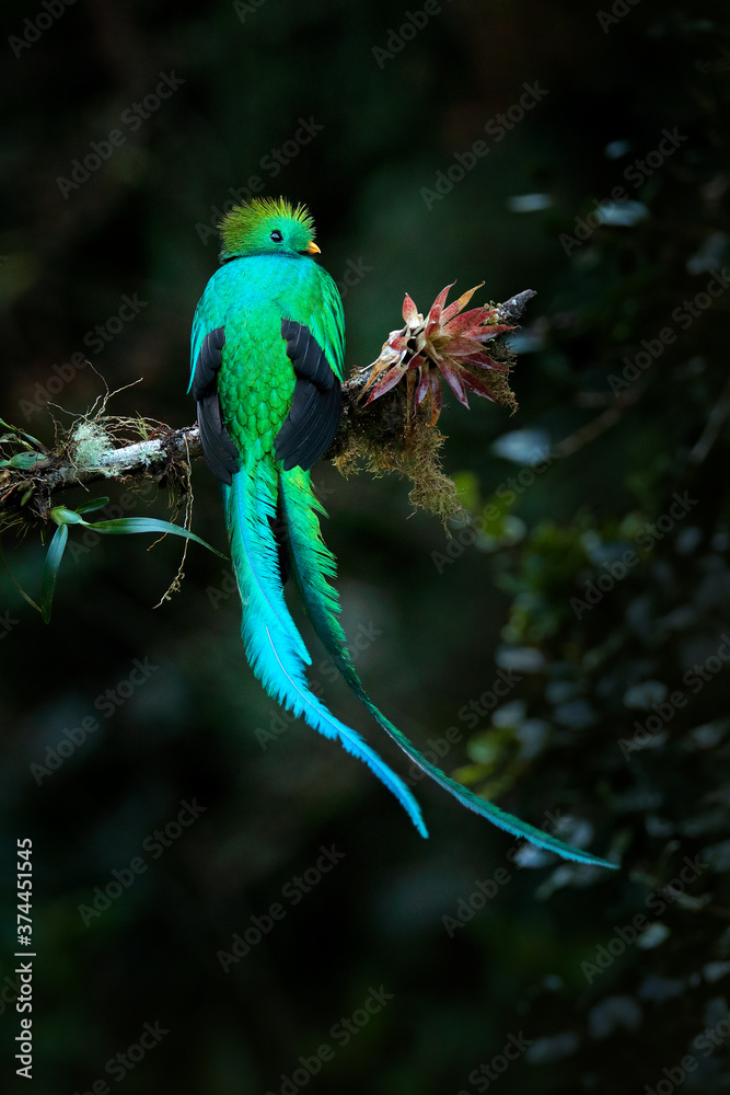 Quetzal, Pharomachrus mocinno, from nature Costa Rica with green forest ...