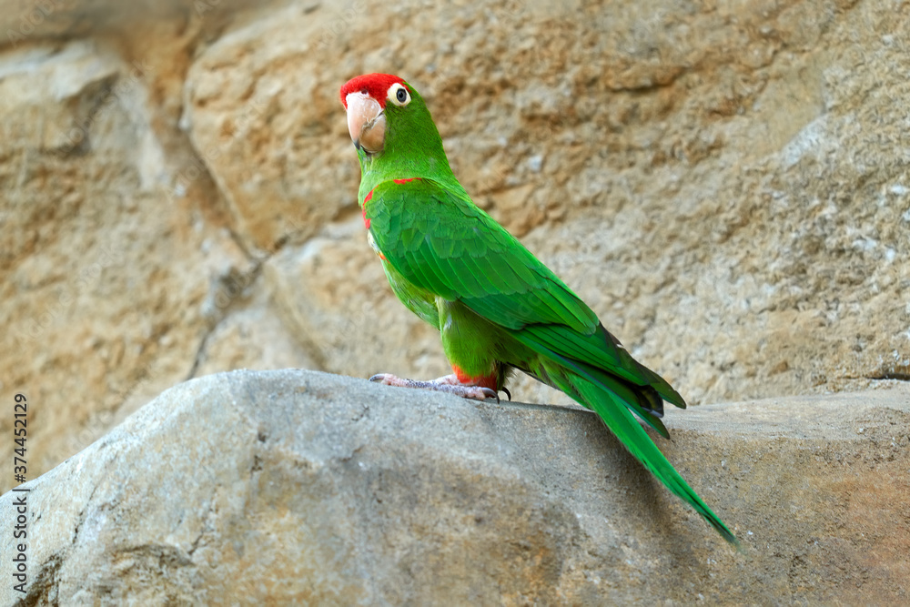 Green and red parrot. Cordilleran parakeet Psittacara frontatus, long ...