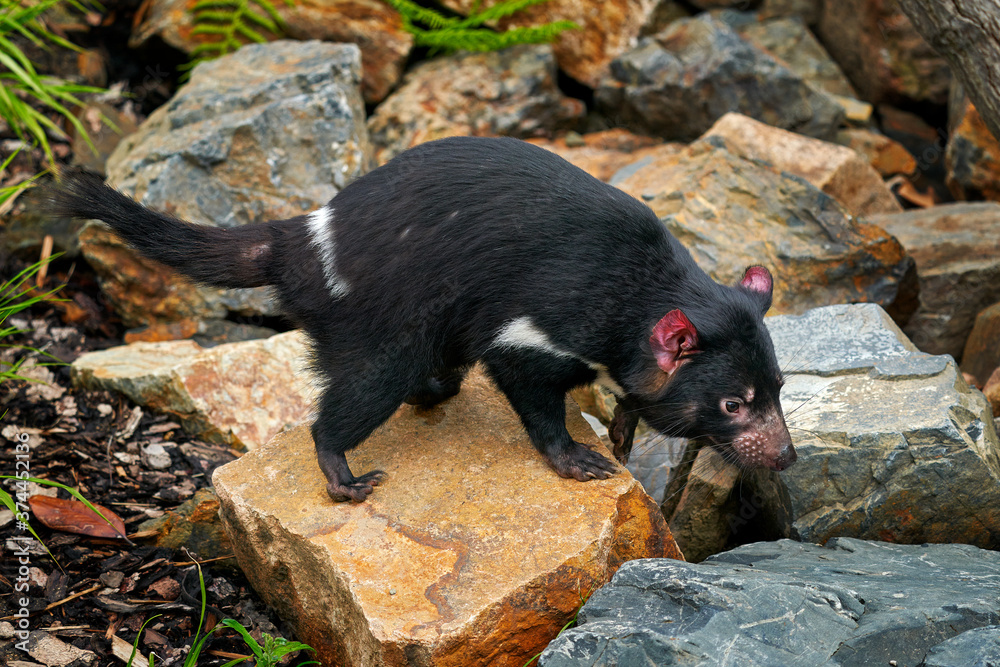 Tasmanian devil, Sarcophilus harrisii, carnivorous marsupial in the ...