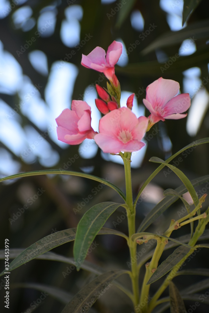 Nerium oleander - It is a shrub or small tree in the dogbane family ...