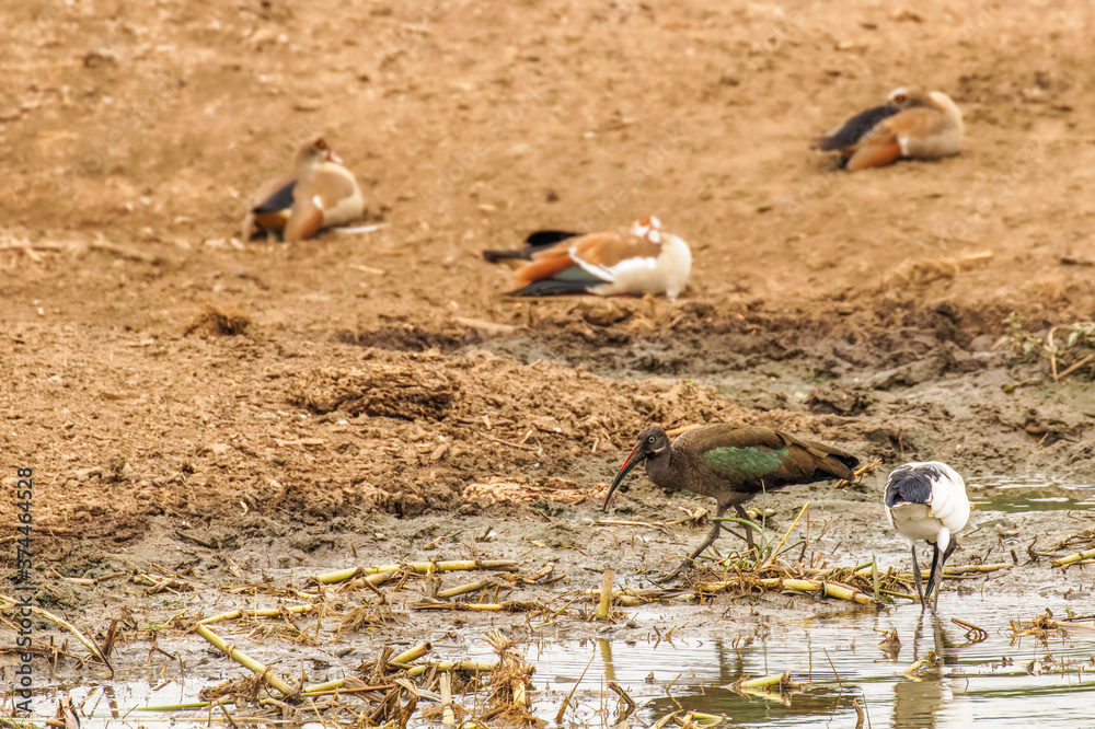 Hadada ibis (Bostrychia hagedash), also called hadeda and African ...
