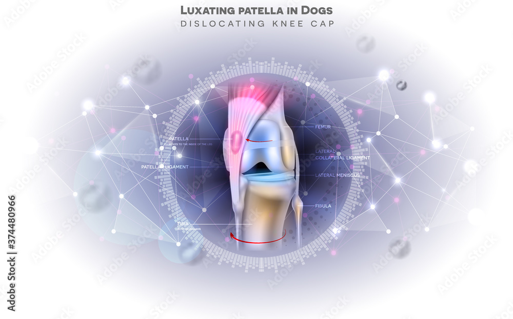 Dog knee problems abstract background, luxating patella in dogs ...
