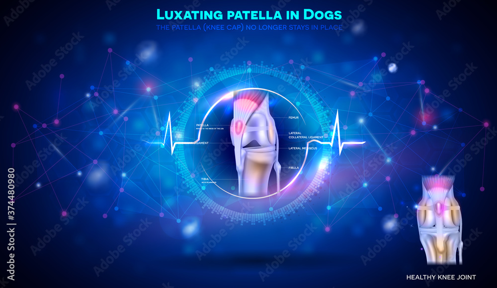 Luxating patella in dogs on an abstract scientific background with ...
