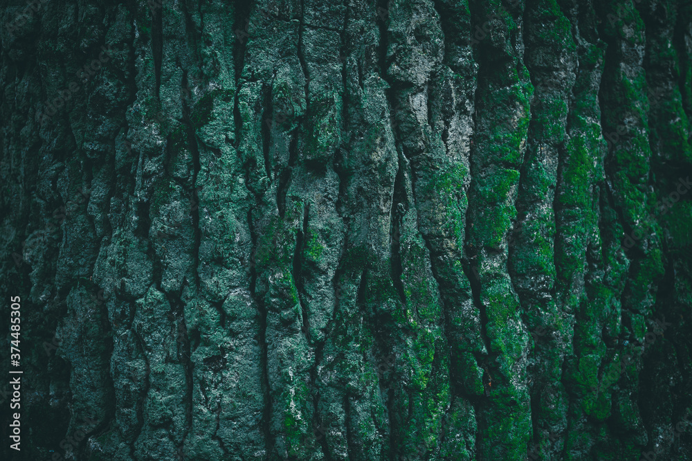 Green wood texture. Dark green tree bark texture for background. Beautiful green wallpaper. Moss ...