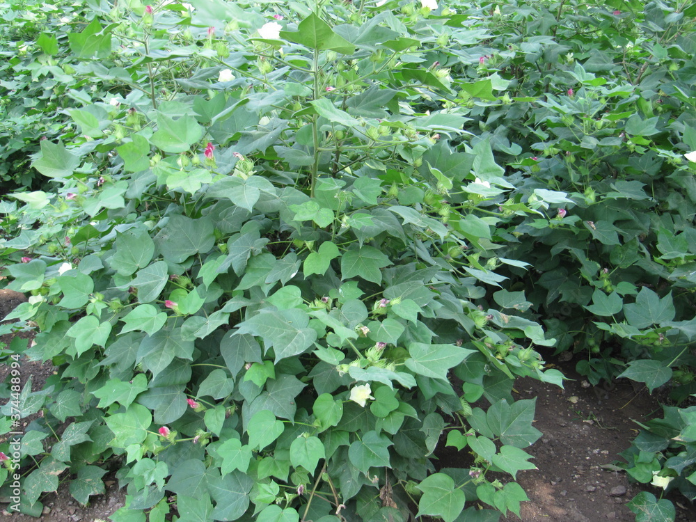Green cotton field in India with flowers, Close-up of a ready for ...