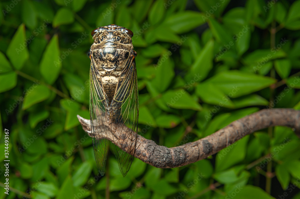 Japanese cicada - Graptopsaltria nigrofuscata, the large brown cicada ...