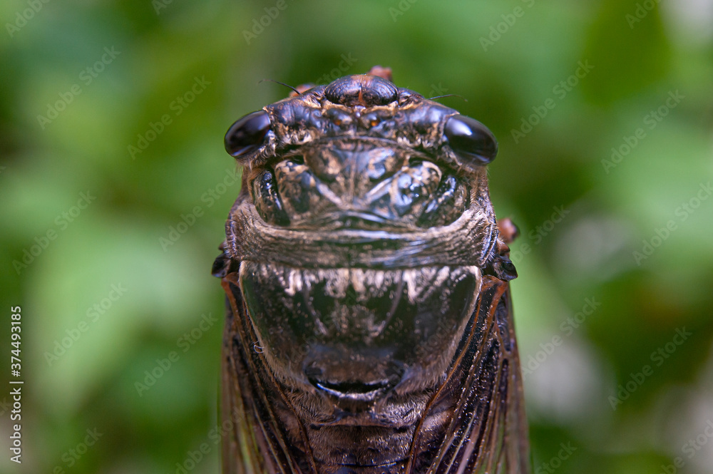Graptopsaltria nigrofuscata (Japanese cicada), the large brown cicada ...
