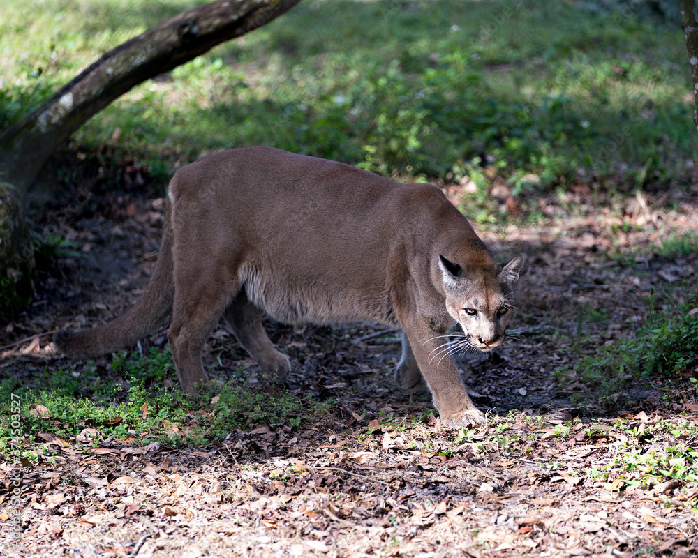 Panther Animal Stock Photos. Panther displaying brown fur, head, eye ...