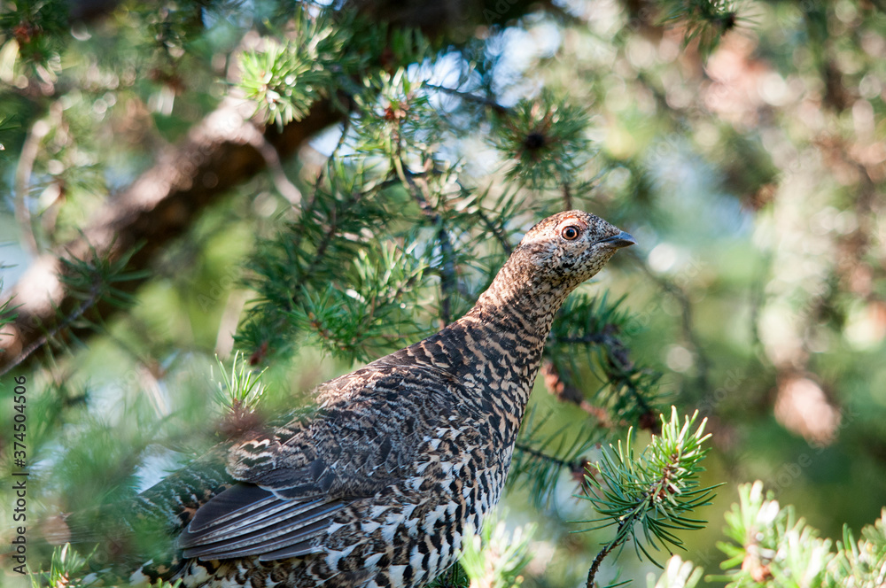 Partridge Stock Photos. Partridge head close-up profile view with a ...
