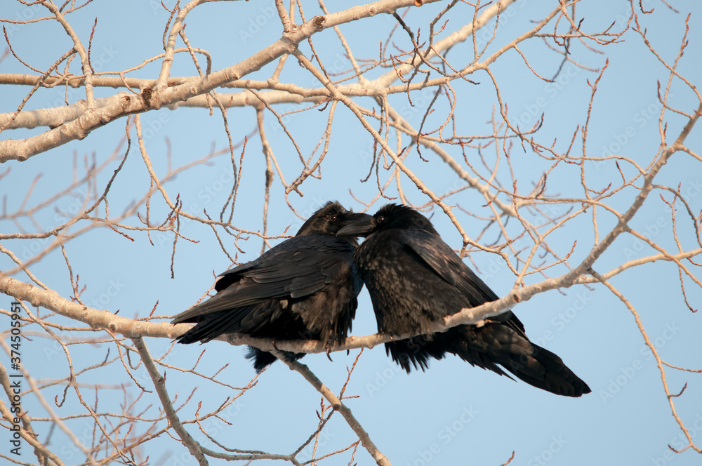Raven Stock Photos. Raven couple perched, kissing, close-up profile ...