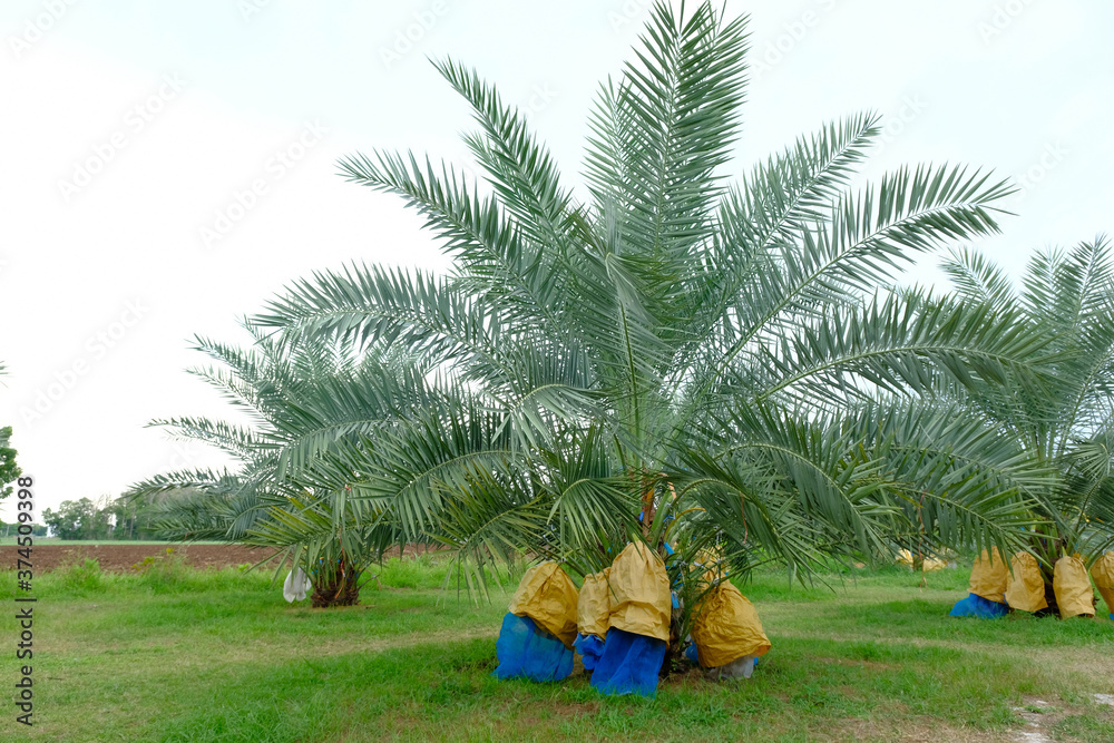 Date palm, green leaves. Distinctive in the middle of the garden ...