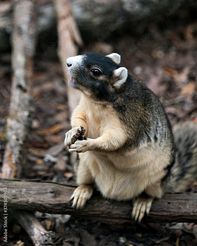 Fox Squirrel Stock Photos.Fox Squirrel sitting on a branch eating in ...