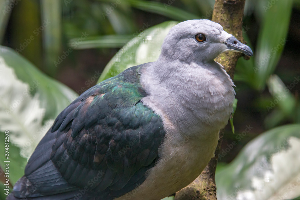 The Pacific imperial pigeon (Ducula pacifica) is a widespread species ...