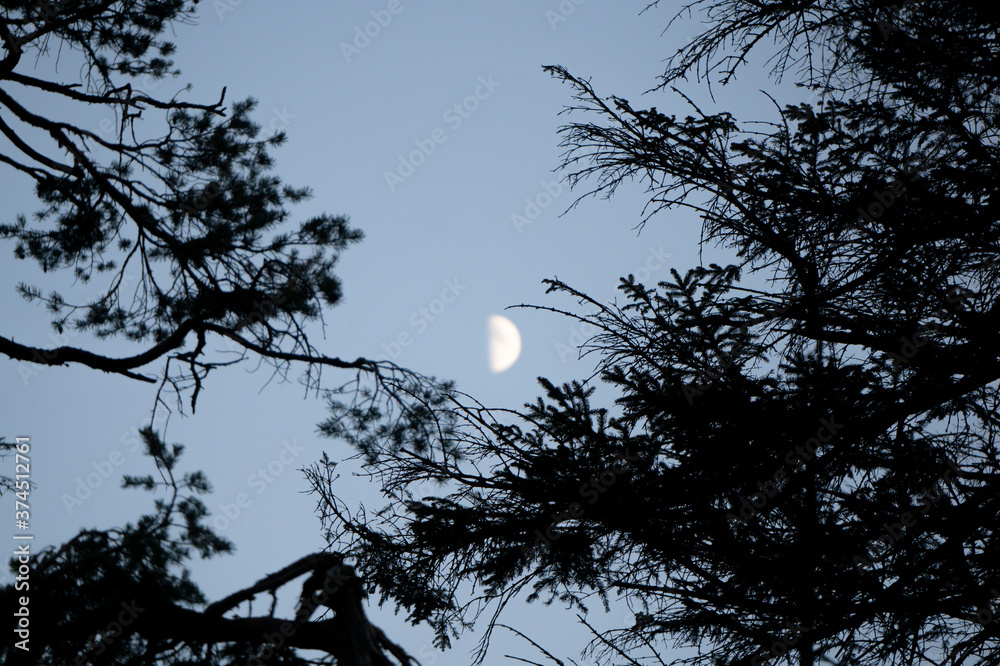 Half moon seen through tree branches Stock Photo | Adobe Stock