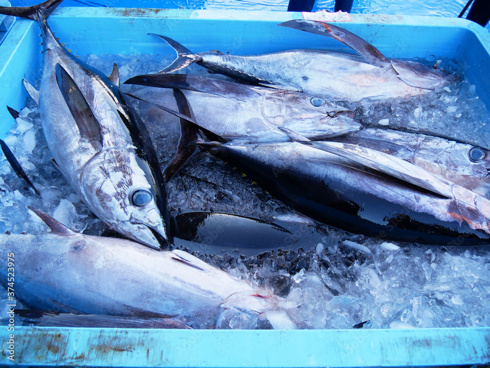 Fresh tuna fish in ice bucket in auction fish market in Chiba Japan ...