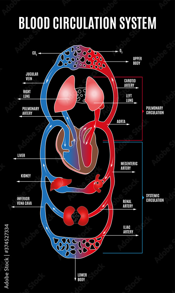 Human circulatory system. Diagram of circulatory system with main parts ...