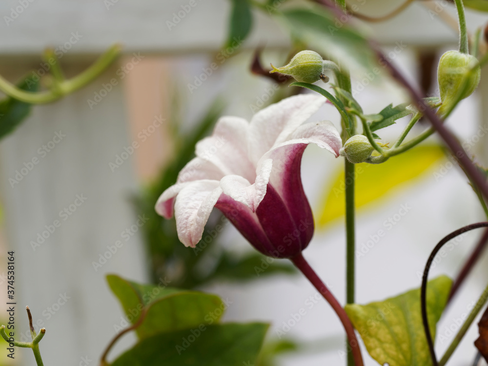 Fleur de clématite du texas (Clematis texensis) à corolle en clochette ...