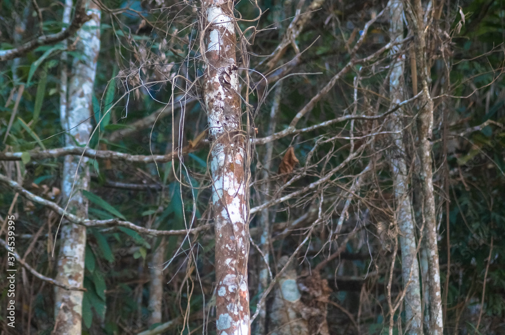 árvores secas de uma floresta densa e fechada Stock Photo | Adobe Stock