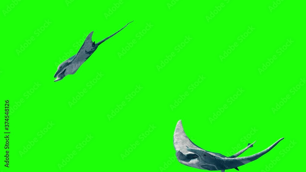 Group of Manta Ray Fast Swim Green Screen 3D Rendering Animation 4K ...