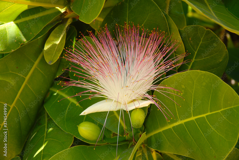 Flower on Barringtonia asiatica, also known as fish poison tree Stock ...