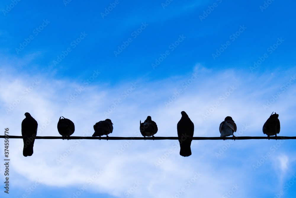 seven birds in different poses sit on the wires against the blue sky ...