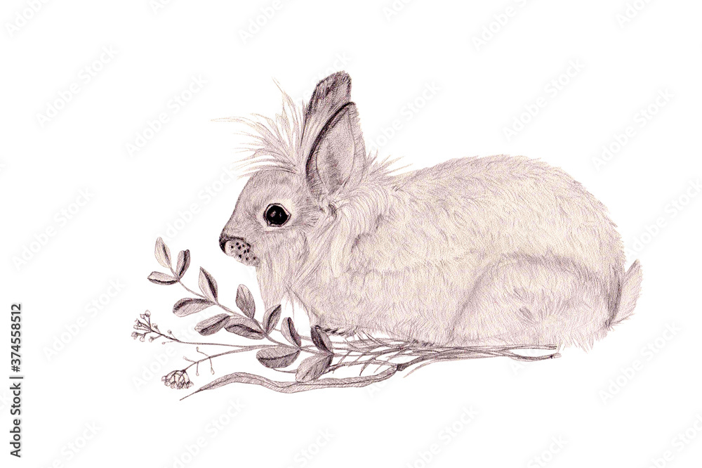 Pygmy Rabbit Drawing
