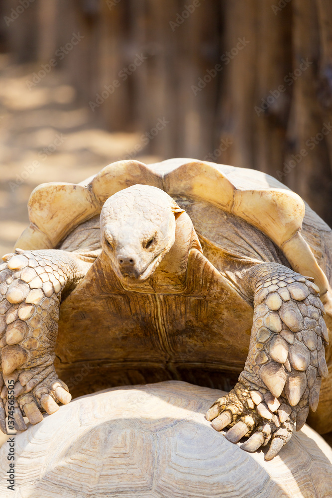 Gray turtles. Very large turtle with powerful columnar legs and ...